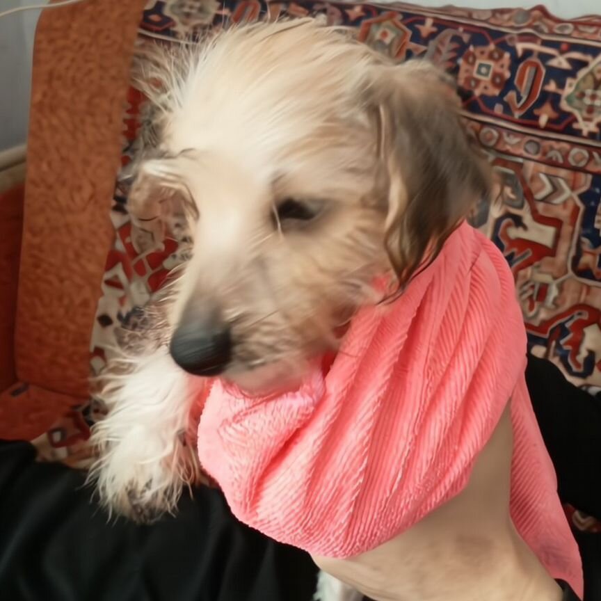 Китайская хохлатая, щенок