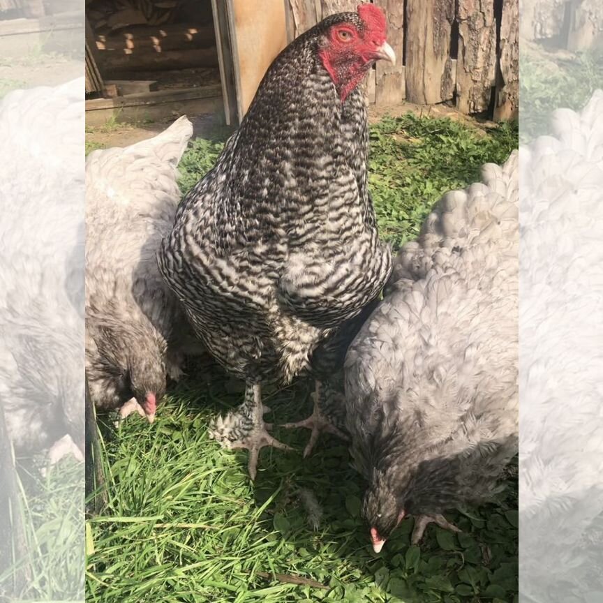 Мехеленская кукушка индейкоголовая