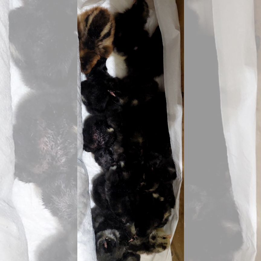 Цыплята суточные