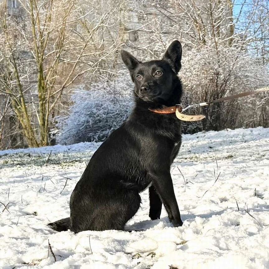 Щенок в добрые руки