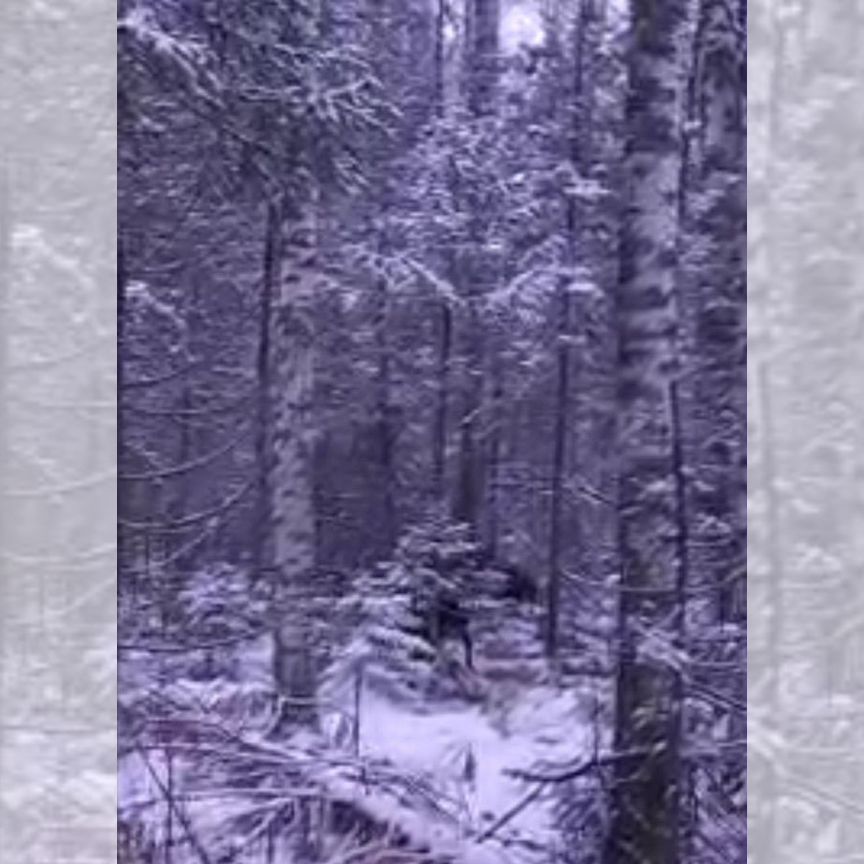 Западносибирская лайка, взрослый пёс