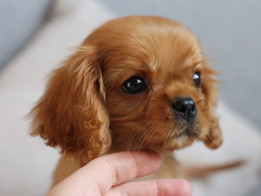 Миниатюрный щенок кавалер кинг чарльз спаниель