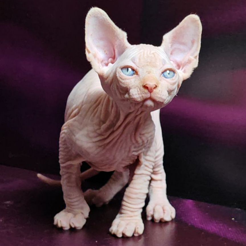 Канадский сфинкс котёнок