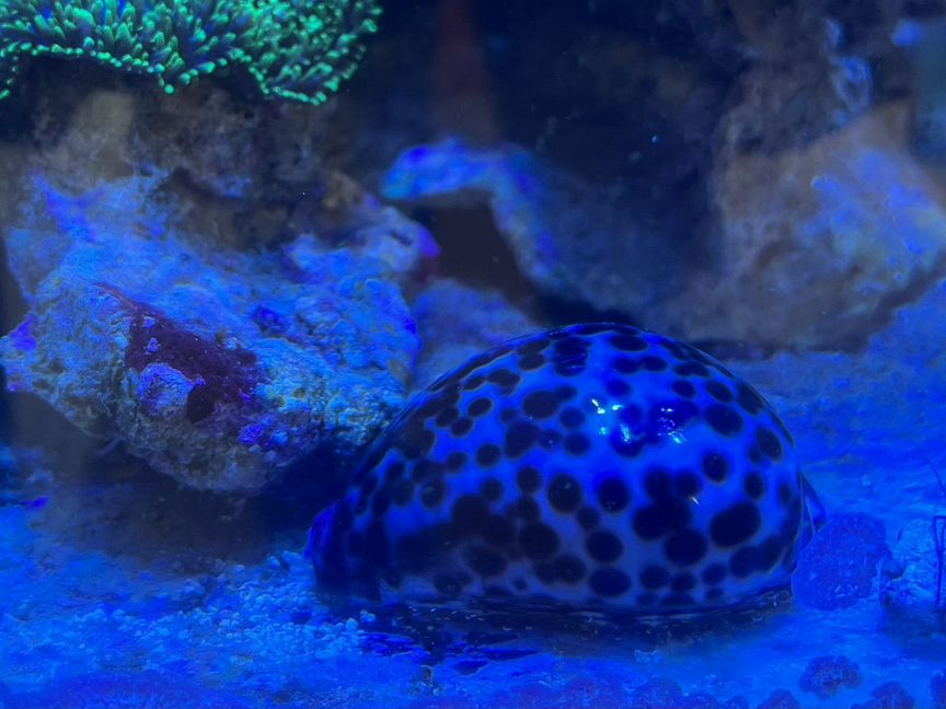 Ципрея тигровая морской моллюск