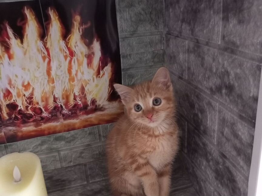 Кошечка в добрые руки