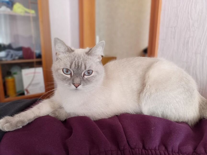 Кошка