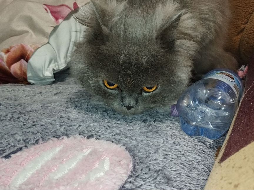 Чей кот