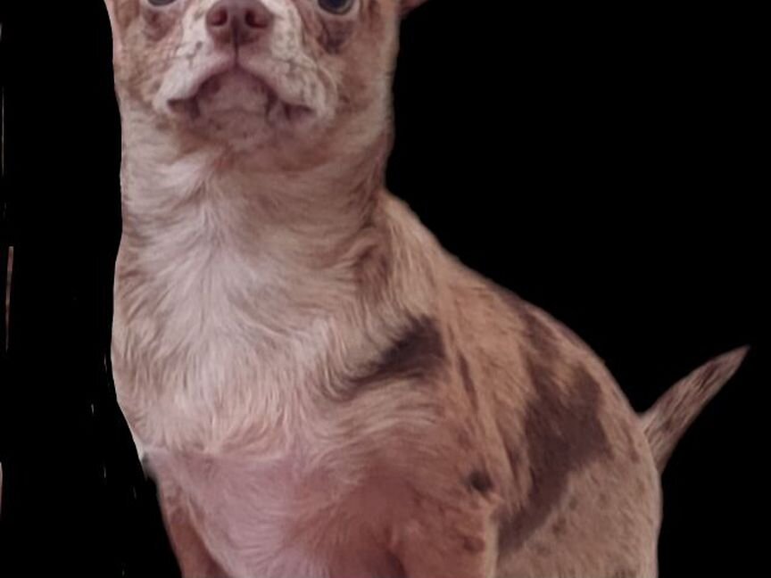 Редкого окраса парень чихуахуа