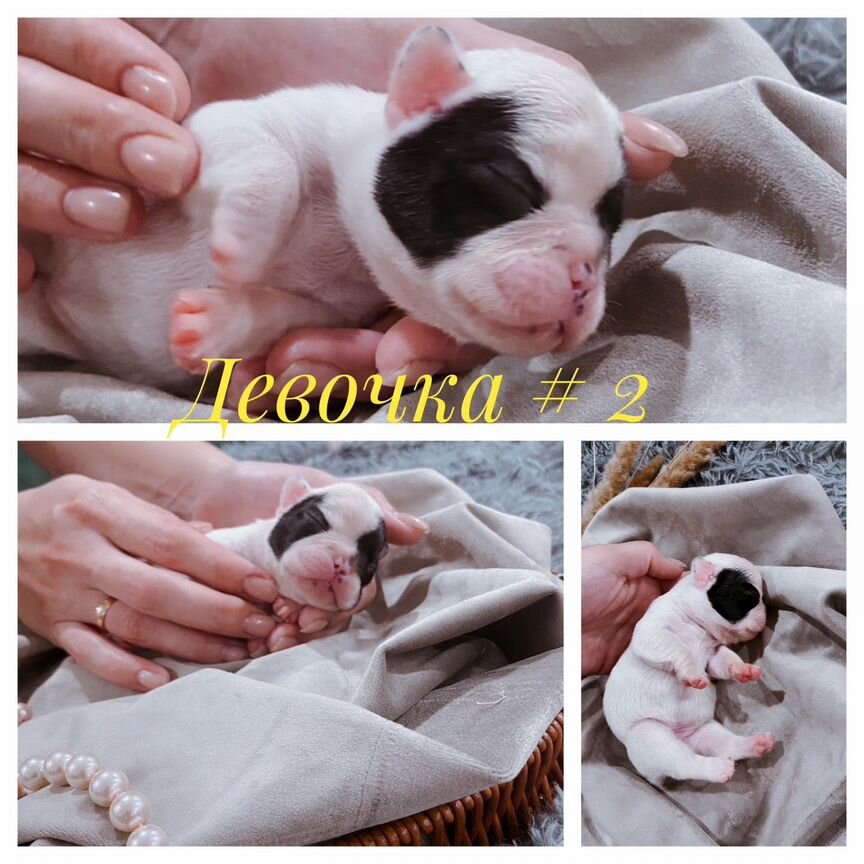 Французский бульдог щенки мини