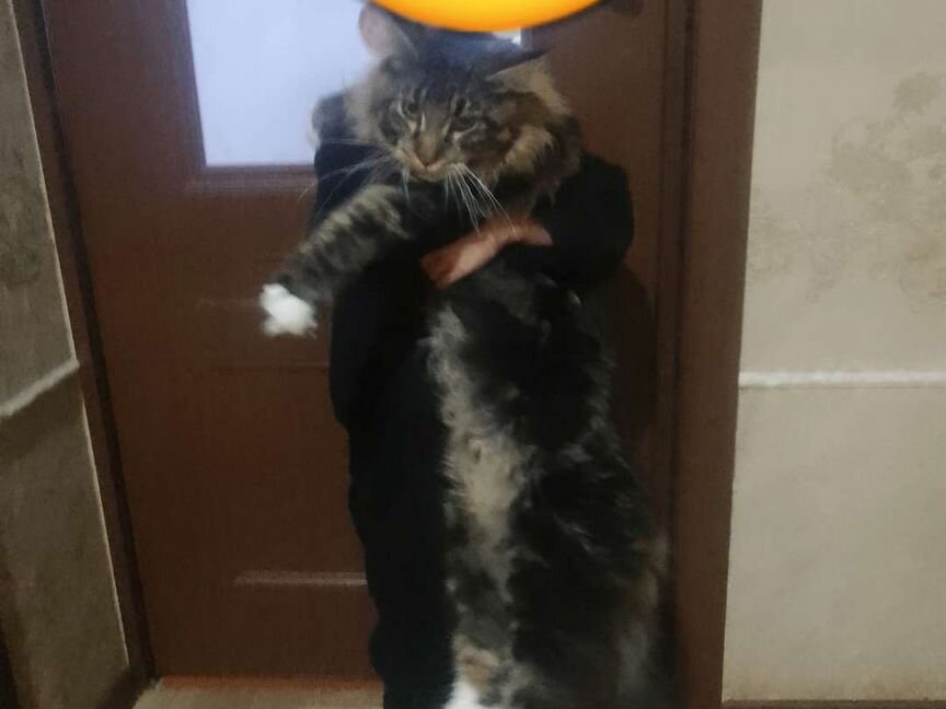 Кот мейн-кун вязка