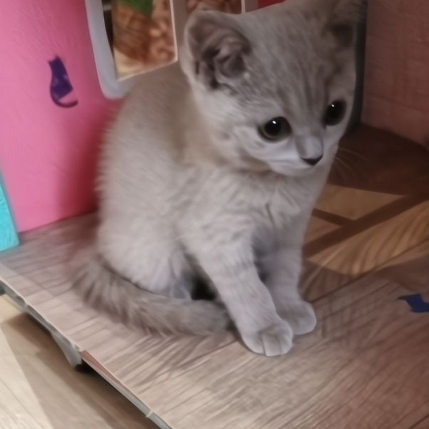 Котёнок
