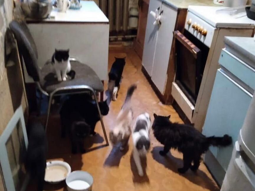 Кошки нужны дома и передержки