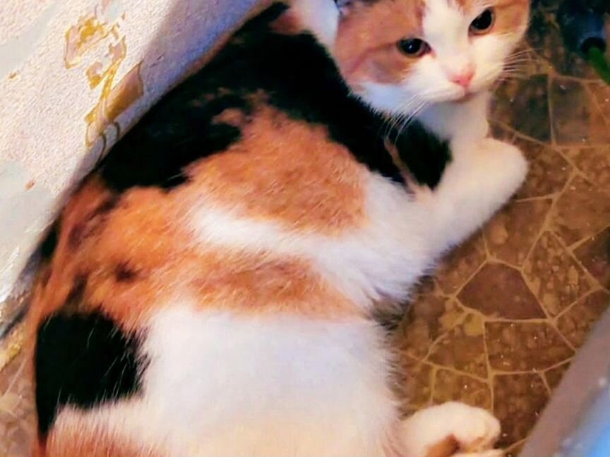 Трёхцветные котята и кошки