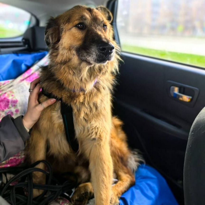 Взрослая собака в добрые руки