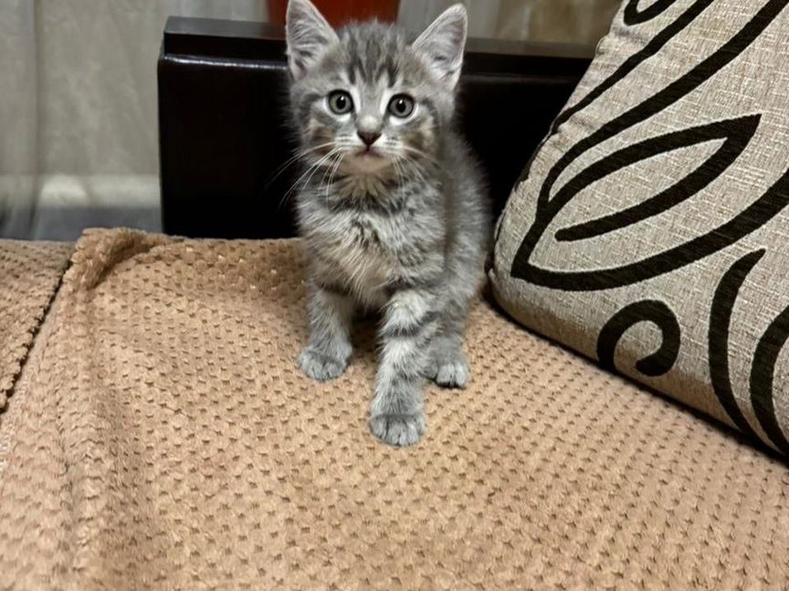 Котята