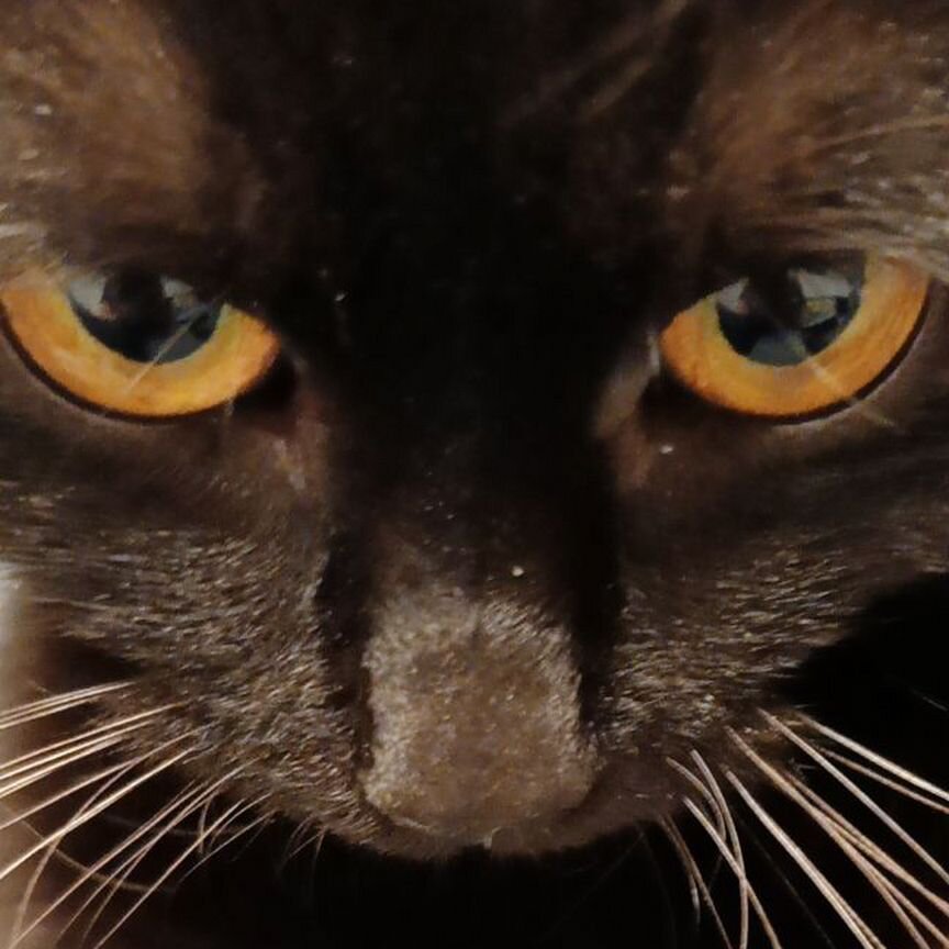 Отдам кошку мышеловку