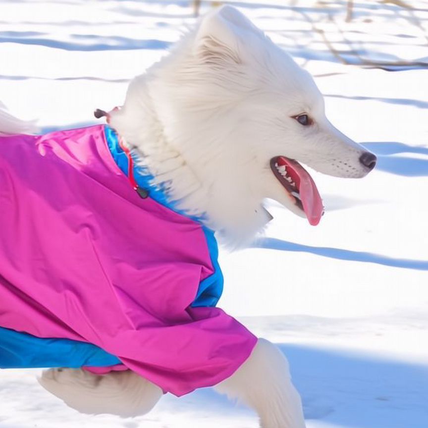 Самоедская собака, щенок