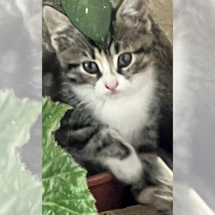 Котенок мальчик 1 месяц