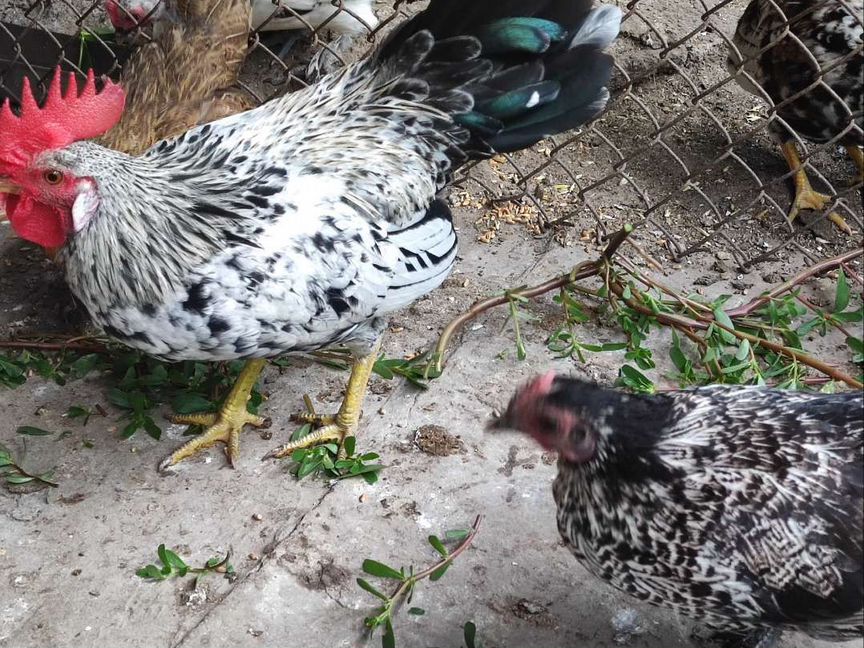 Декоративные куры