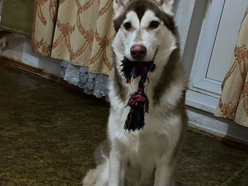 Сибирский хаски