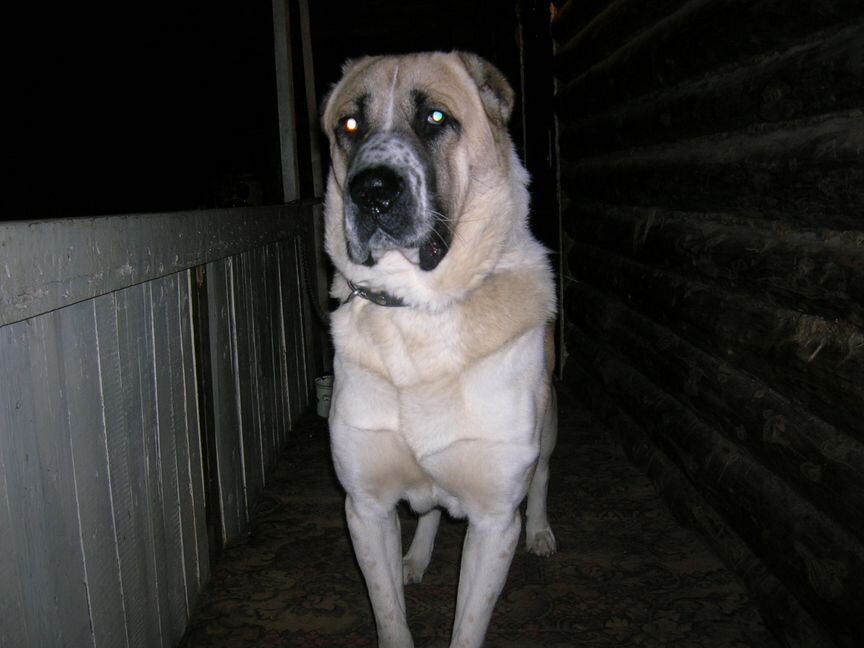 Вязка алабай