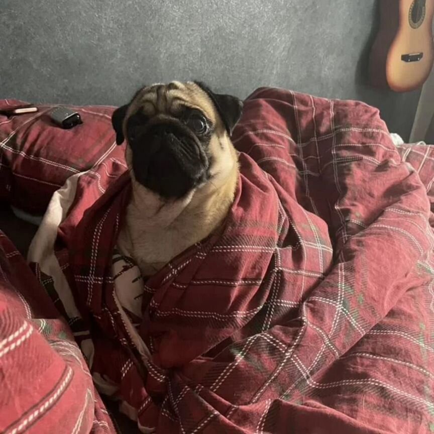 Щенки от мопса в хорошие руки