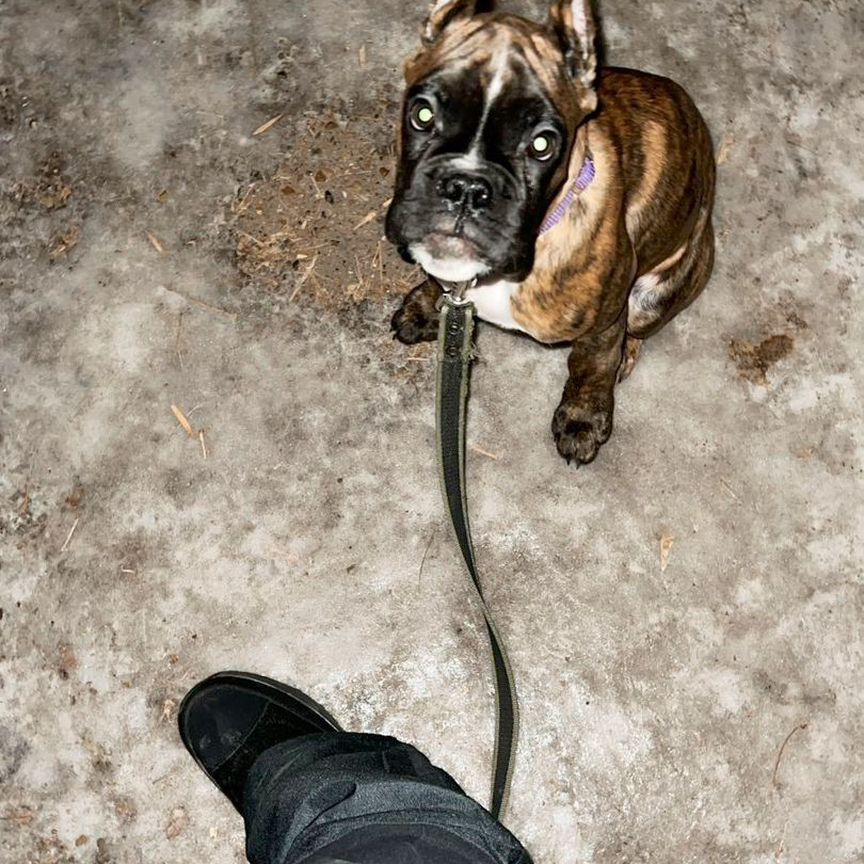 Продам собаку с родословной