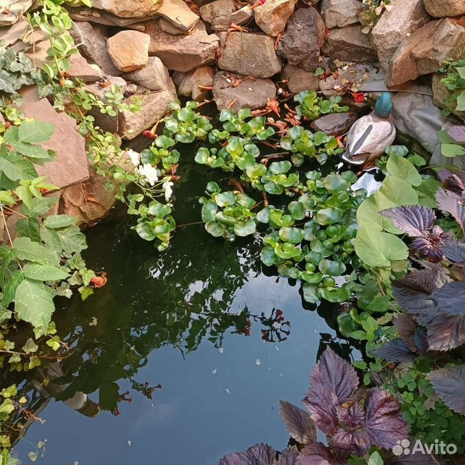 Эйхорния водный гиацинт