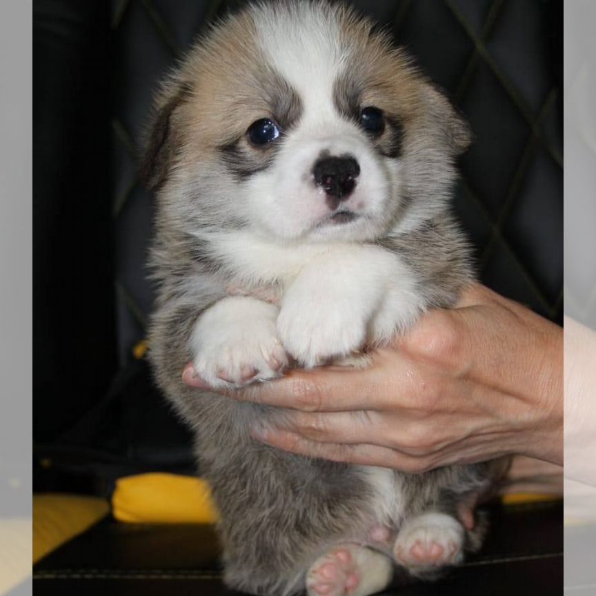 Вельш Корги Пемброк, щенок