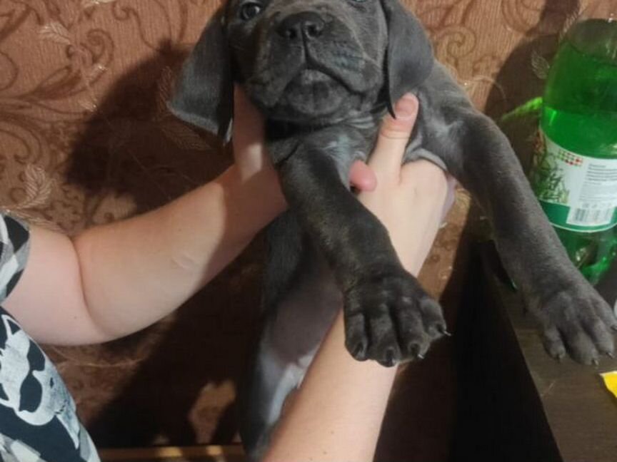 Щенки кане корсо