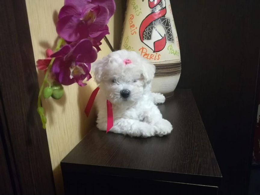 Шикарные детки Бишон Фризе