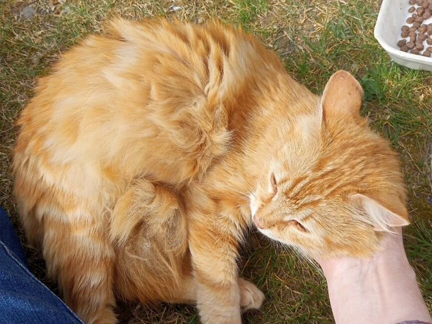 Кошка рыжая из Абхазии