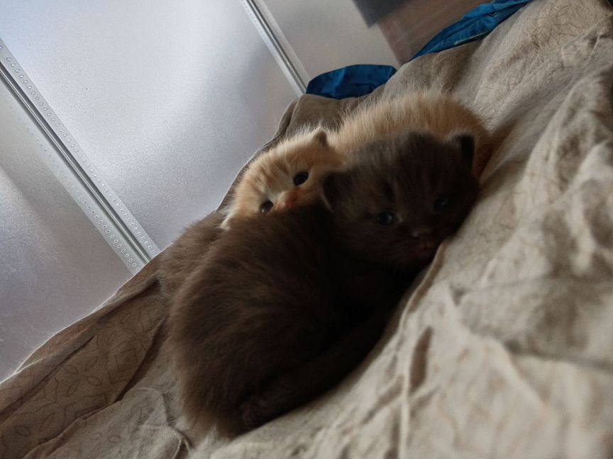 Шотландские котята