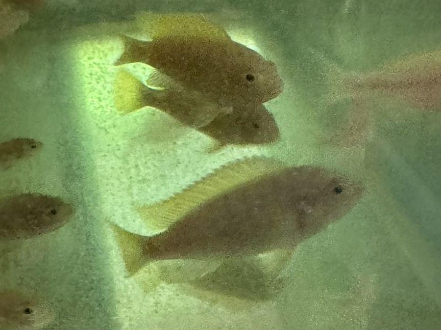 Малавийские цихлиды