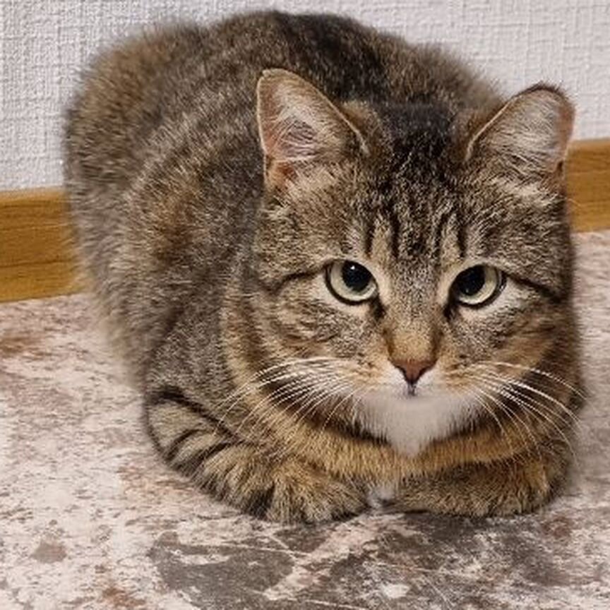 Взрослая кошка в добрые руки