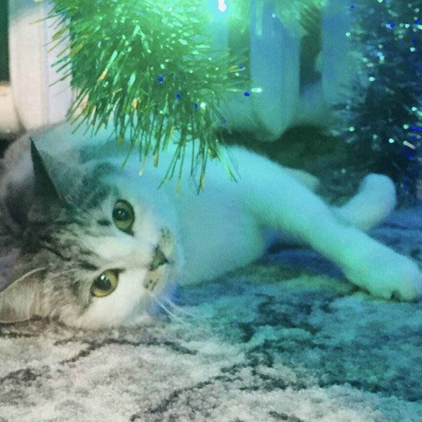 Британская длинношёрстная, взрослая кошка