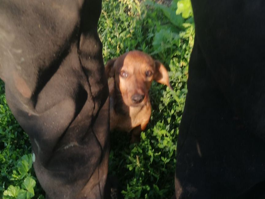 Карликовая такса щенки