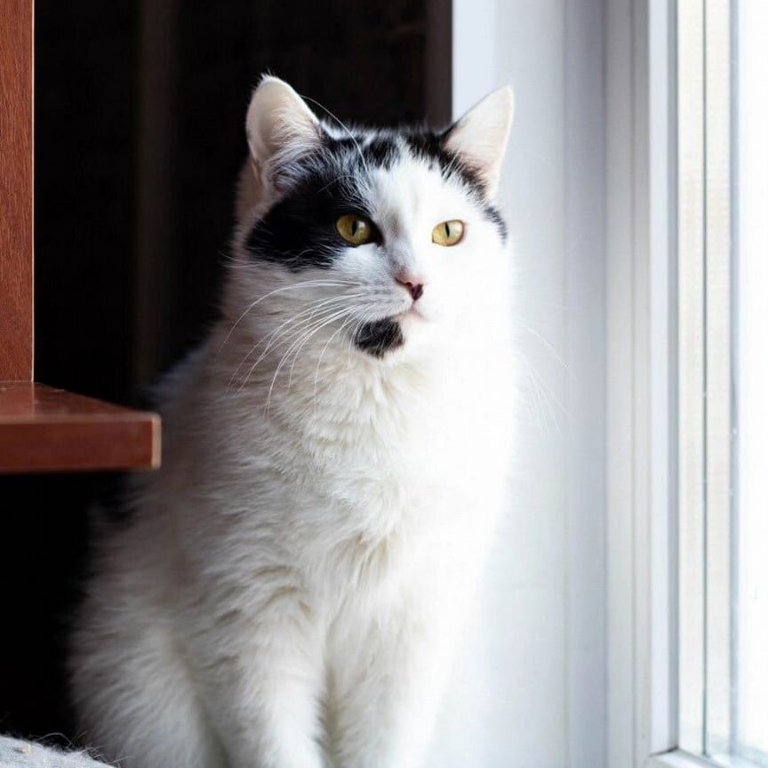 Кошки в добрые руки