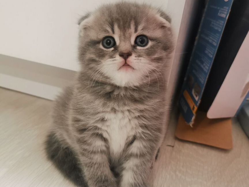 Шотландские вислоухие котята