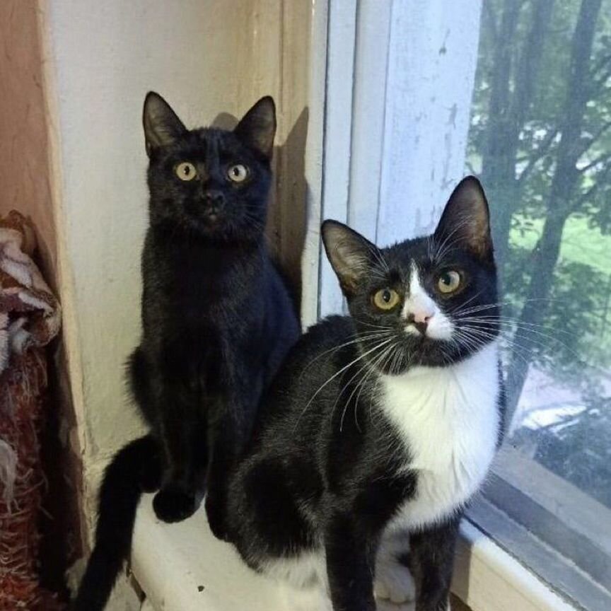 Два пятимесячных котёнка ищут дом