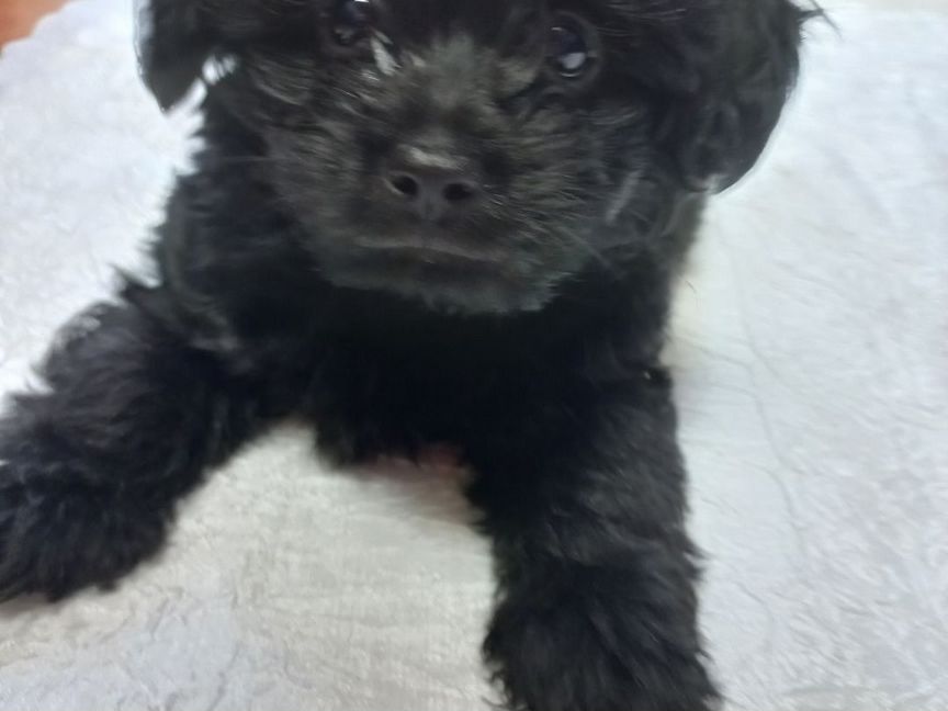 Маленькая собака