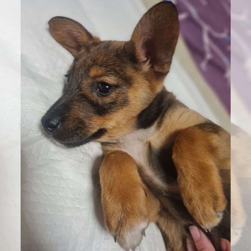 Щенок в добрые руки