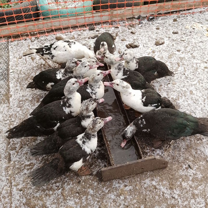 Мускустные утки