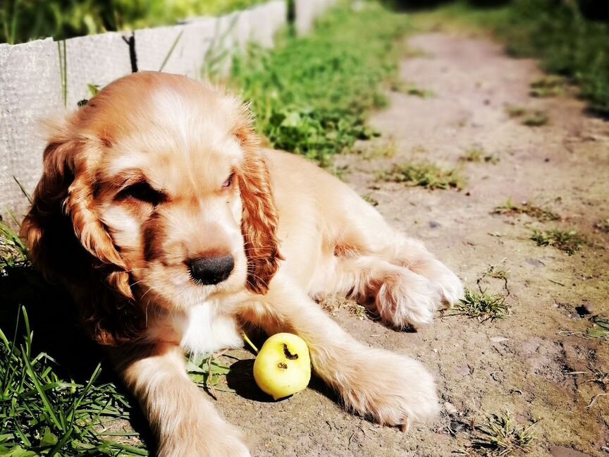 Щенки кокер спаниеля