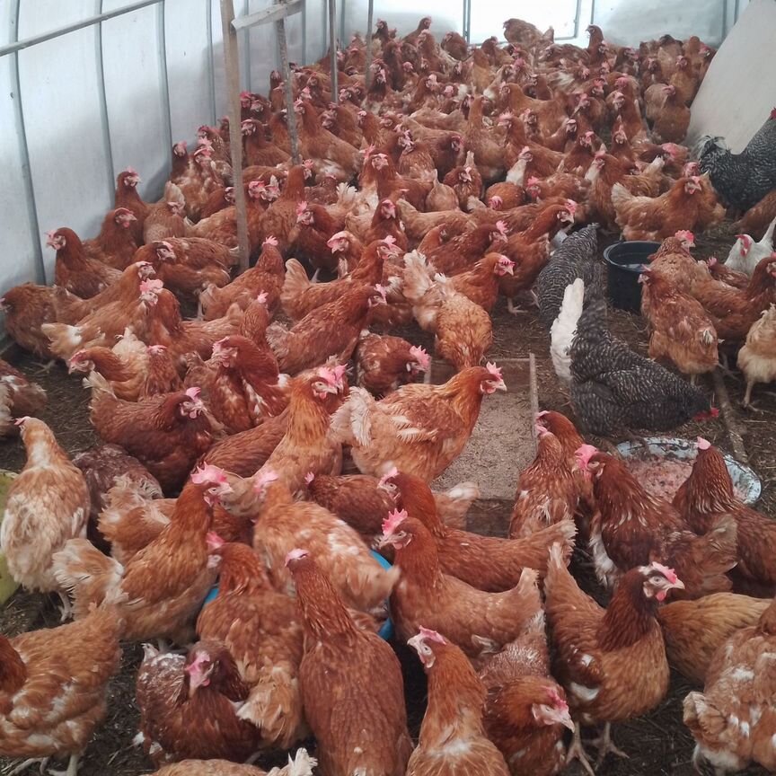 Куры несушки