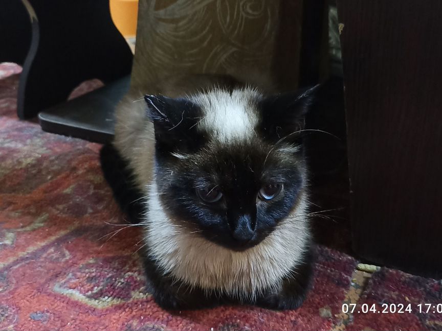 Кошки в добрые руки