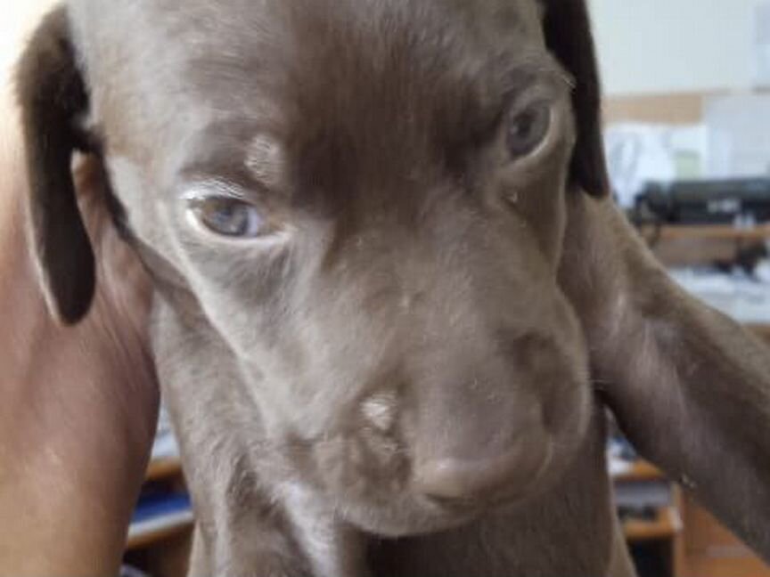 Щенок курцхаар