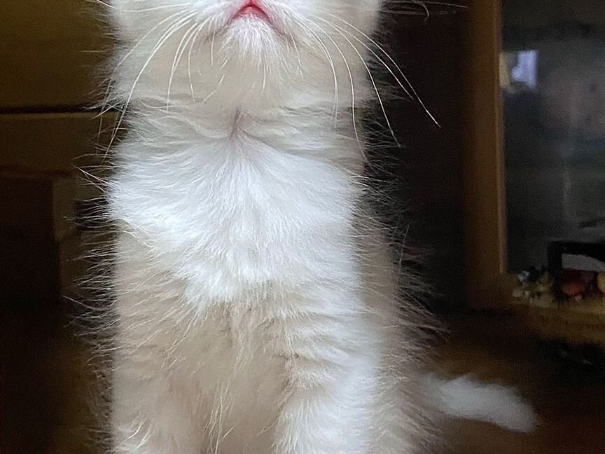 Бирманские котята(1/4)