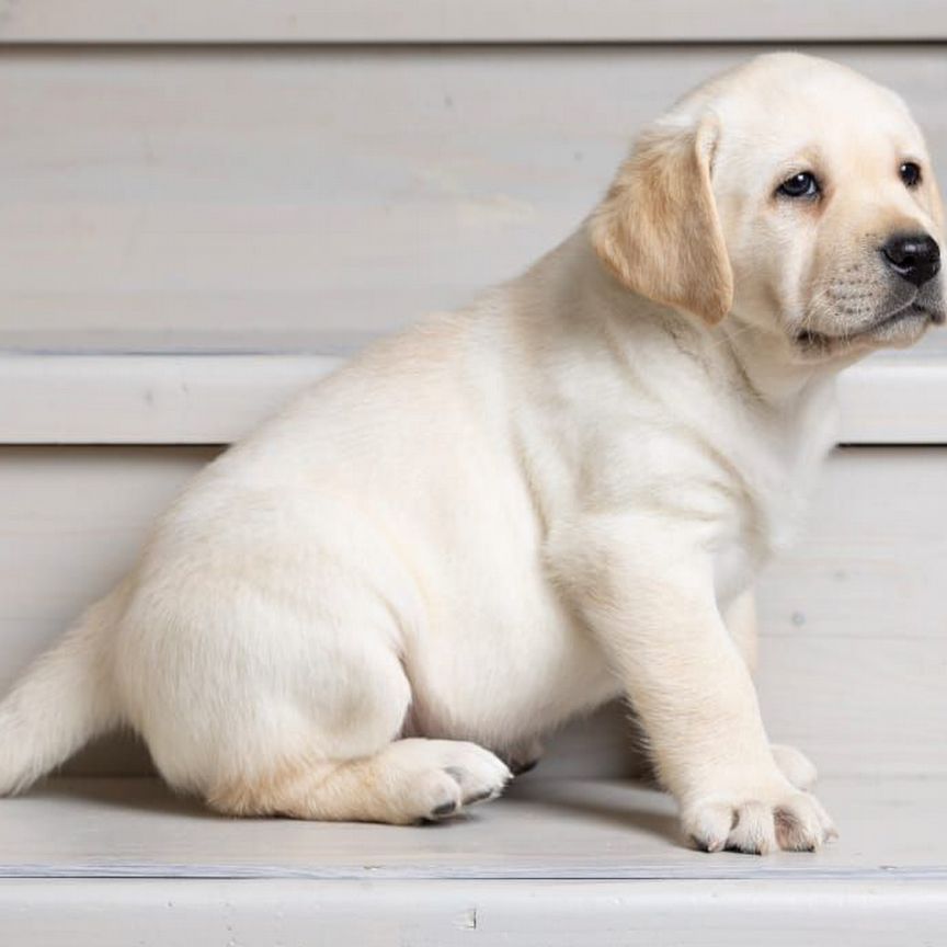 Лабрадор-ретривер, щенок