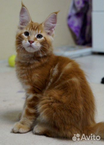 Шикарные тигрятки